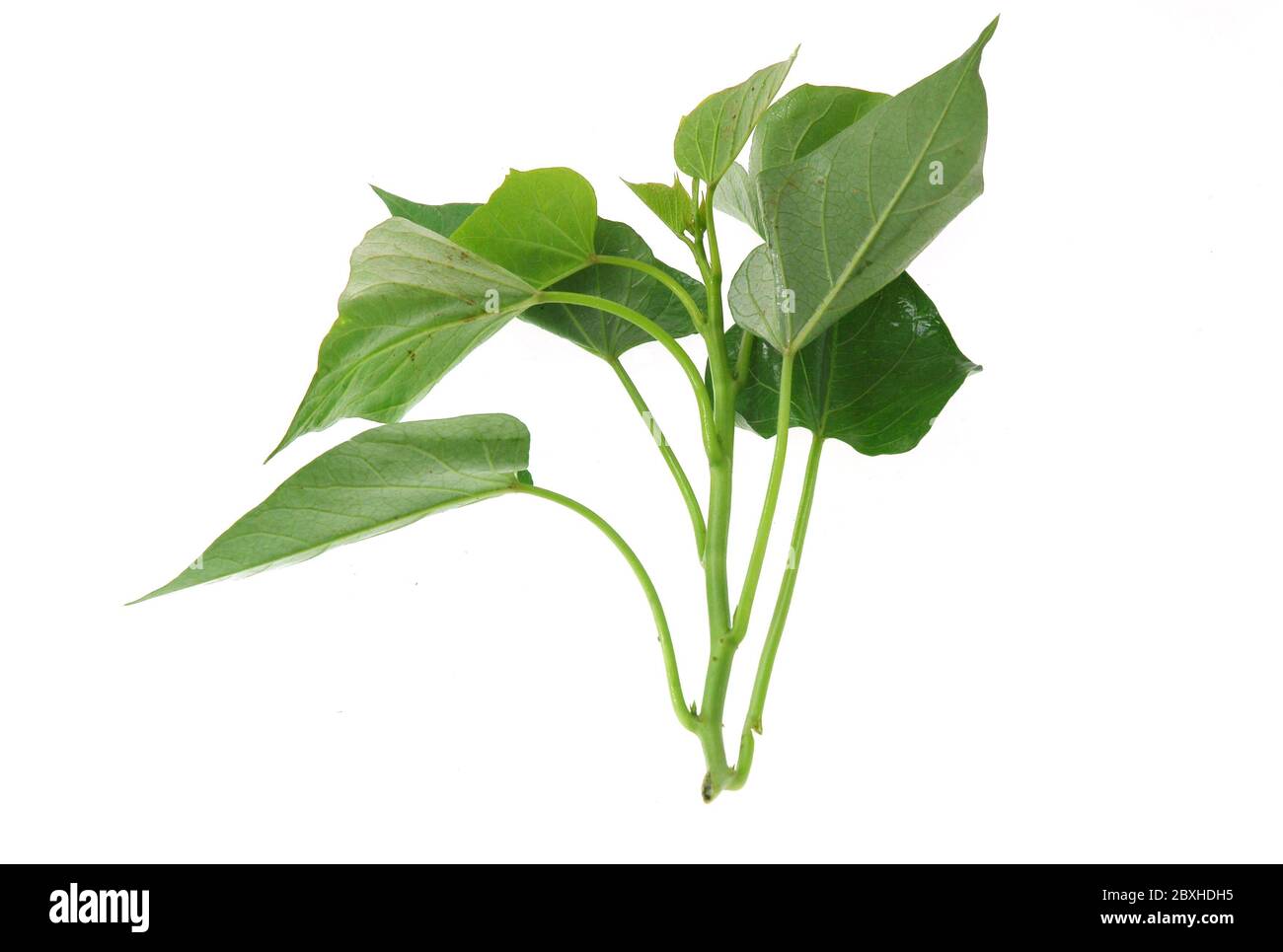 Feuilles de patate douce Banque de photographies et d’images à haute ...