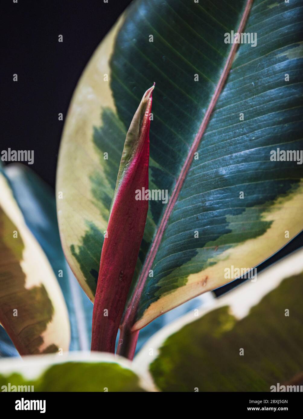 Ficus elastica var tineke Banque de photographies et d’images à haute ...