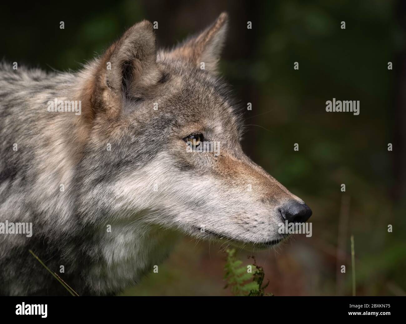 Tete de loup profile fond noir Banque de photographies et d’images à ...