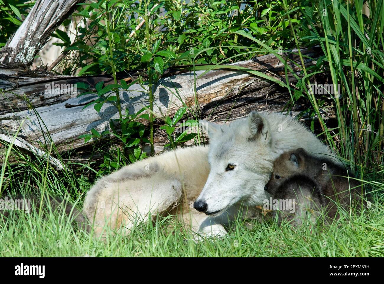 Gray wolf mother Banque de photographies et d’images à haute résolution ...