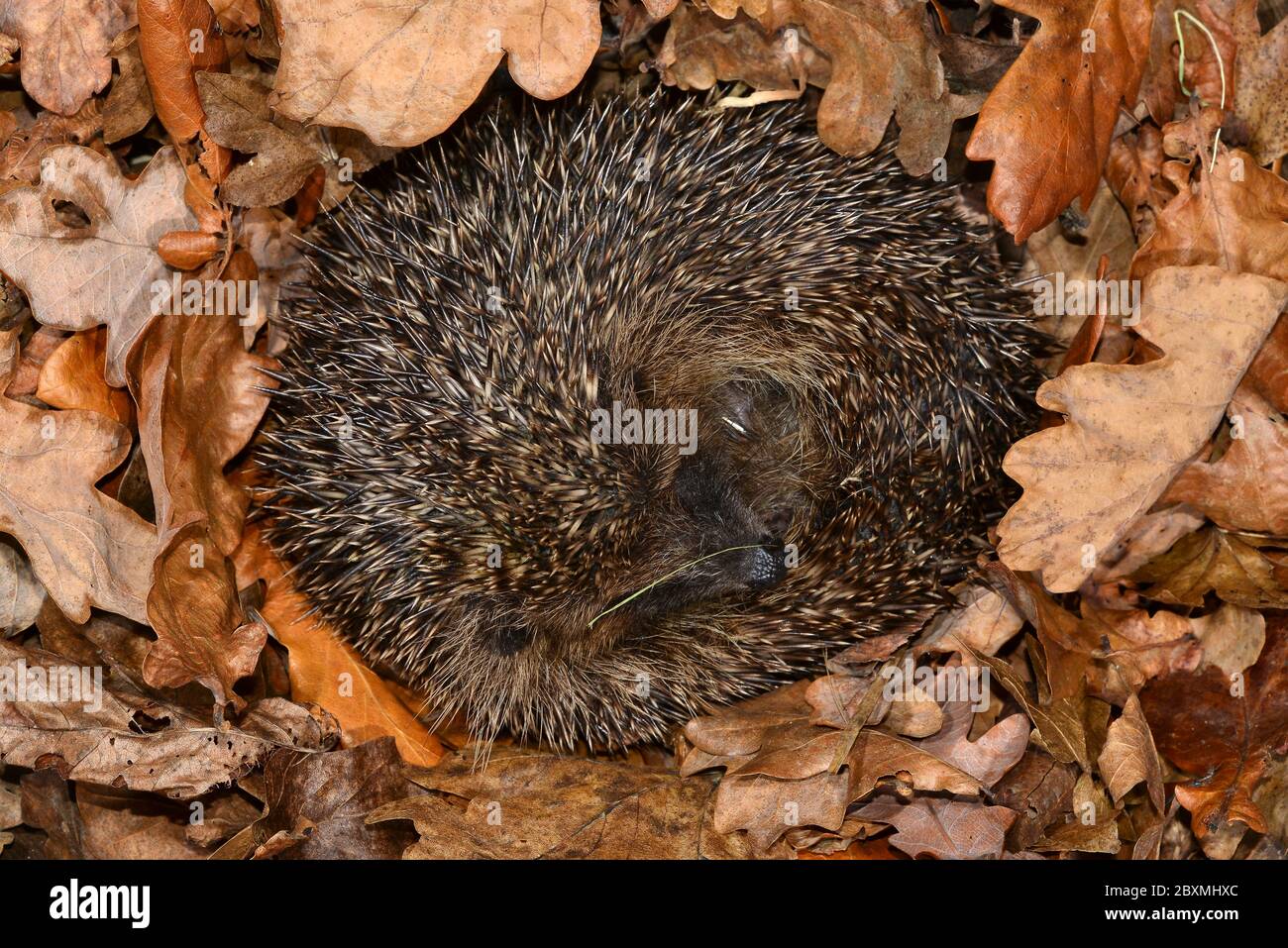 Le herisson Banque de photographies et d’images à haute résolution - Alamy
