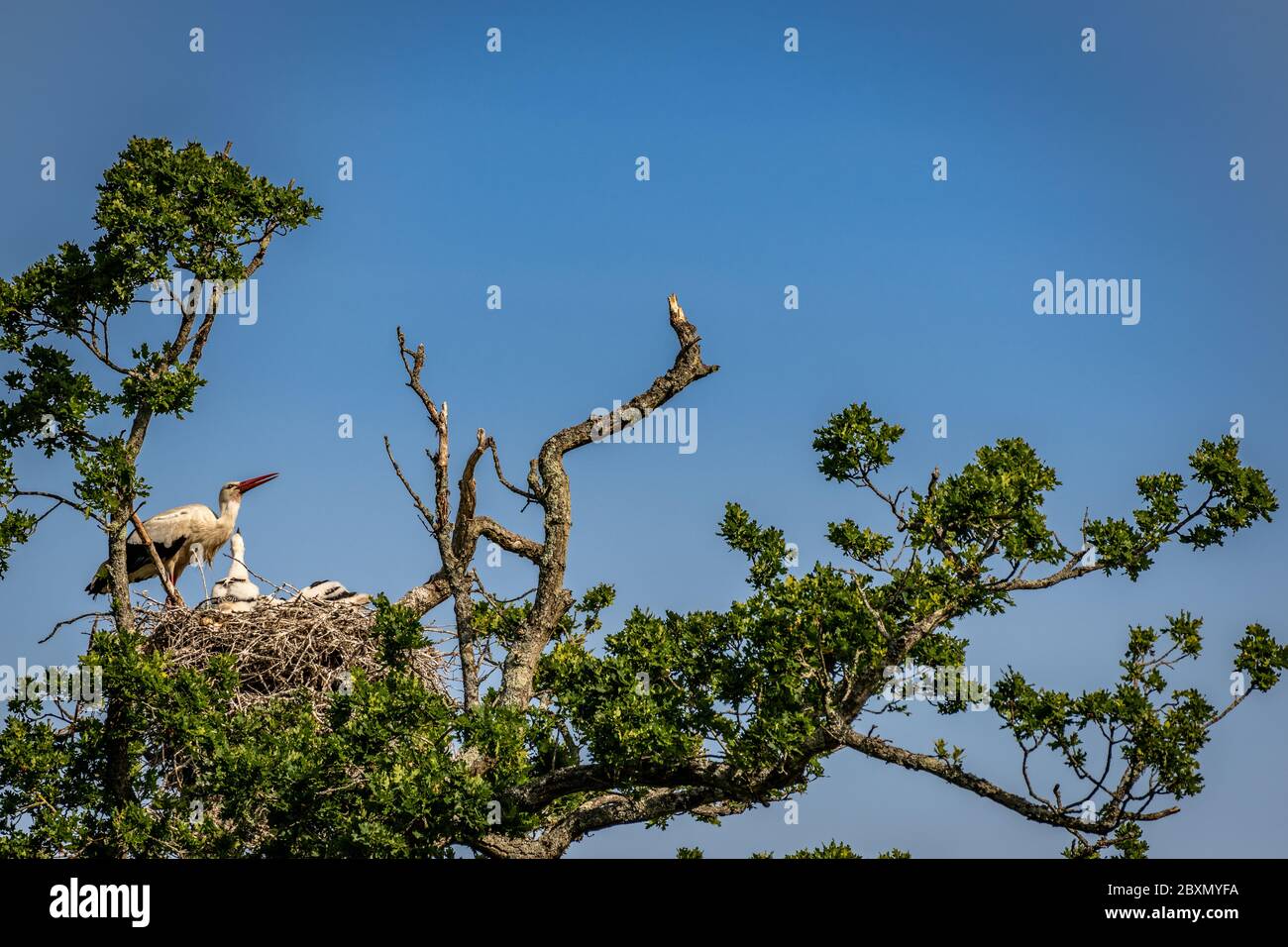Knepp castle estate Banque de photographies et d’images à haute ...