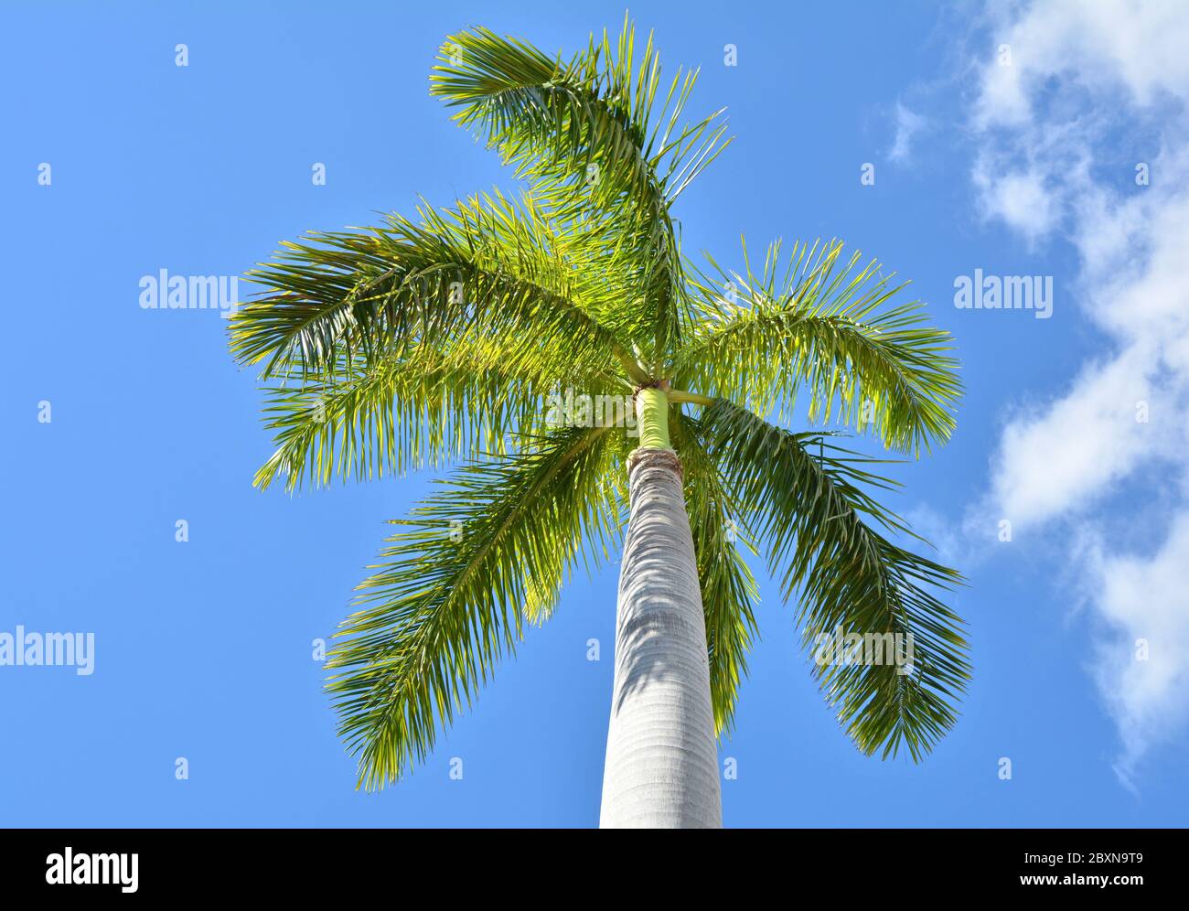 Royal palm tree Banque de photographies et d’images à haute résolution ...