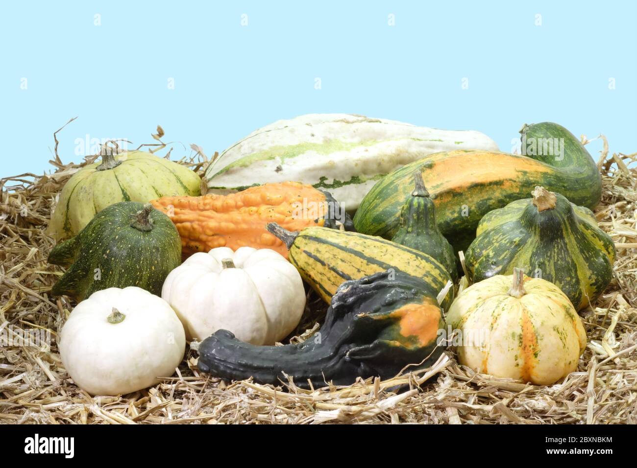 Gourdes ornementales Banque de photographies et d’images à haute ...