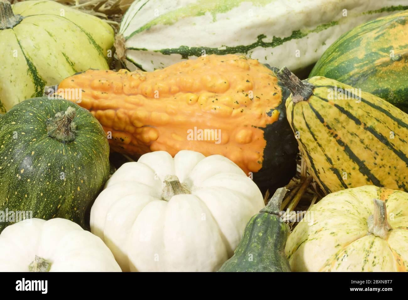 Gourdes ornementales Banque de photographies et d’images à haute ...