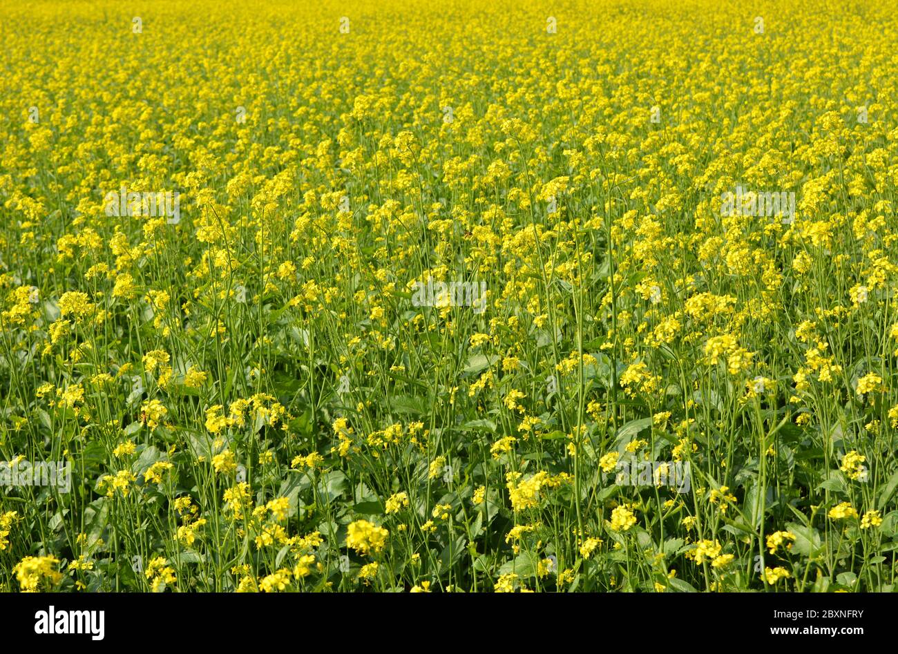 Fleurs de couleur moutarde Banque de photographies et d’images à haute ...