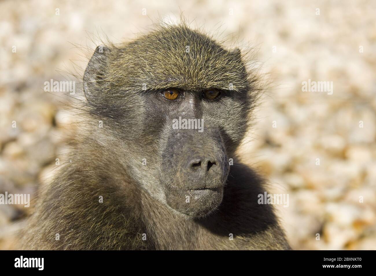 Babouin babouin cynocephalus babuin Banque de photographies et d’images ...