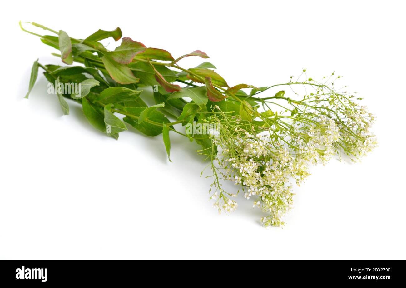 Lepidium draba Banque de photographies et d’images à haute résolution ...