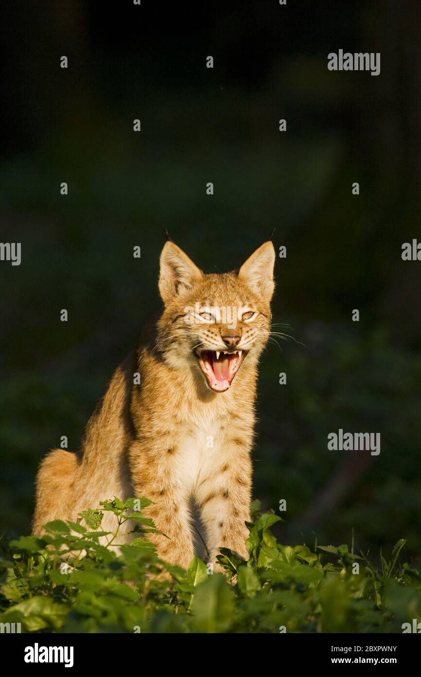 Hockey 3 contre 3 St-Constant Lynx. Équipe Roux