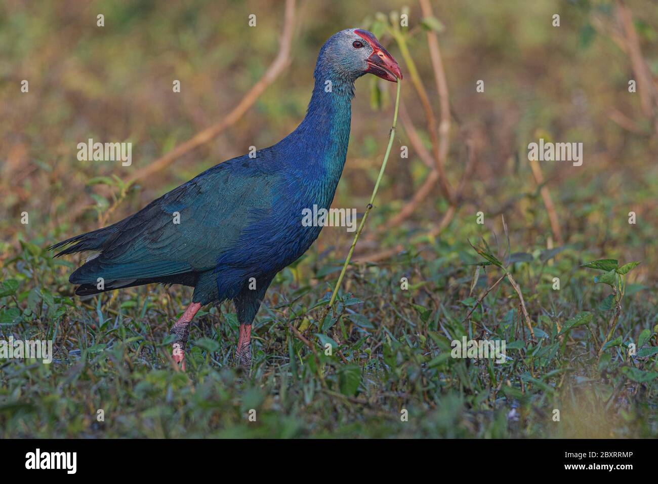 Ramasser des roseaux Banque de photographies et d’images à haute ...