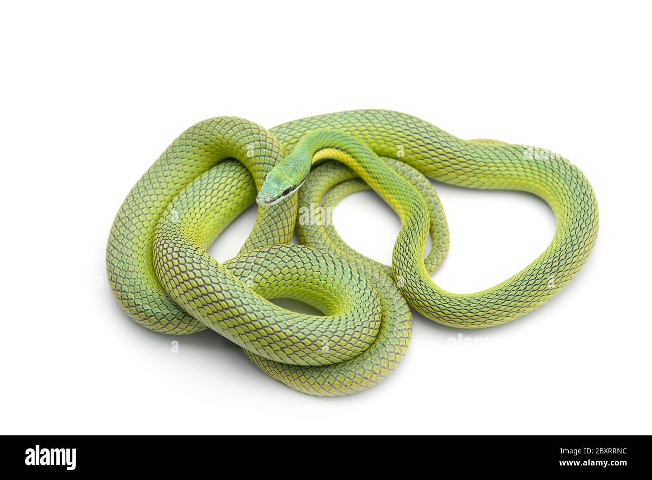 Serpent vert natal Banque d'images détourées - Alamy