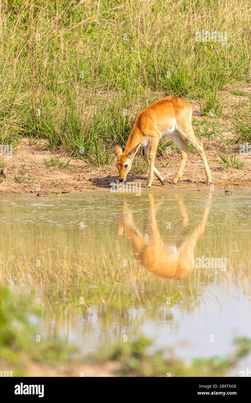 Un jeune kob (kobus kob) qui boit dans un trou d'eau avec réflexion ...