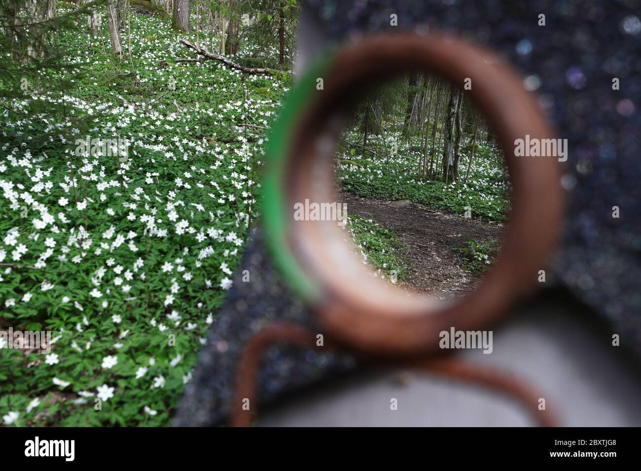 Bosquet du couronnement Banque de photographies et d’images à haute ...