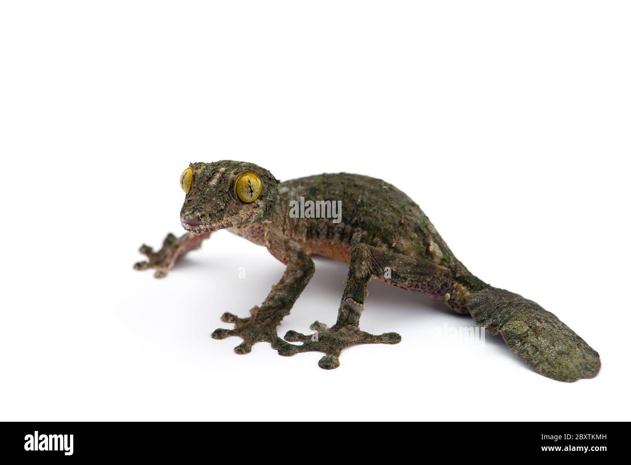 Species of gecko endemic to madagascar Banque d'images détourées - Alamy