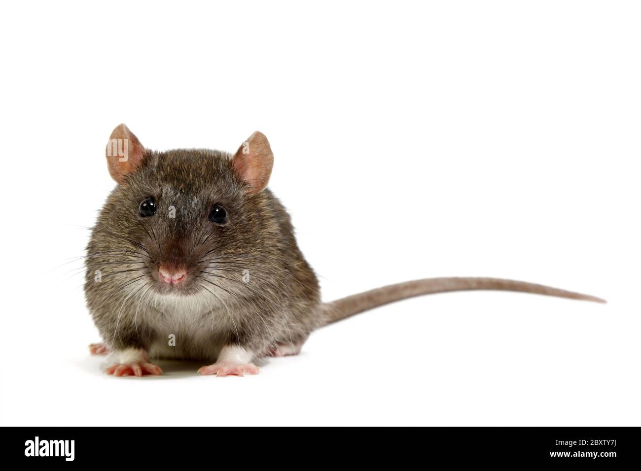 Queue de rat Banque d'images détourées - Alamy