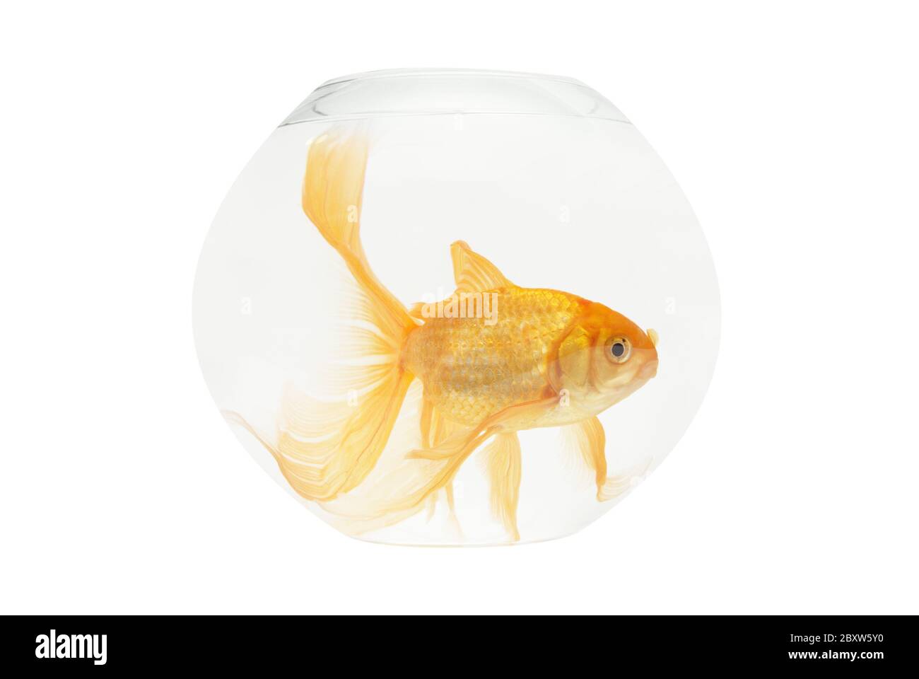 Voir vue aquarium Banque d'images détourées - Alamy