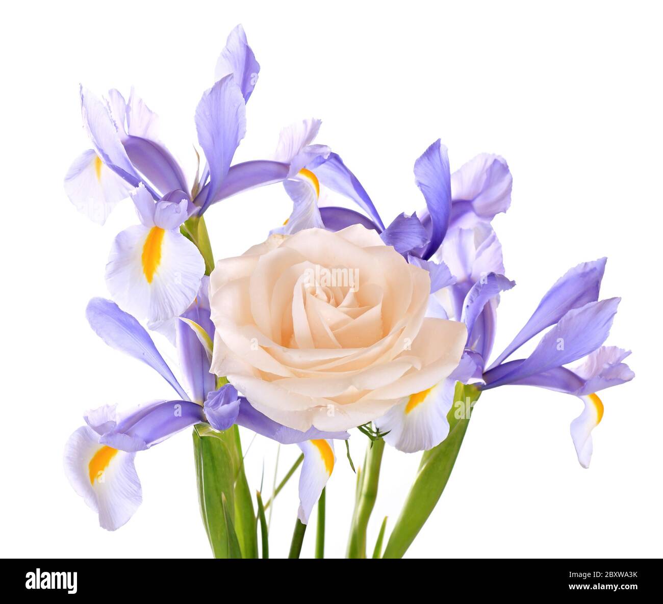 Iris rose Banque de photographies et d’images à haute résolution - Alamy