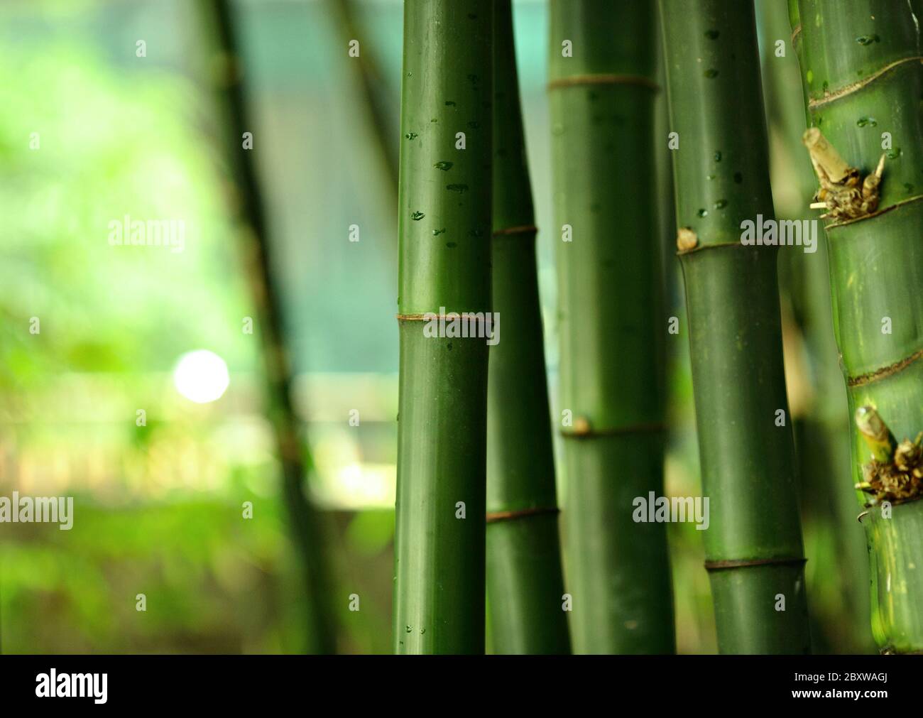 Tige de bambou jaune Banque de photographies et d’images à haute ...