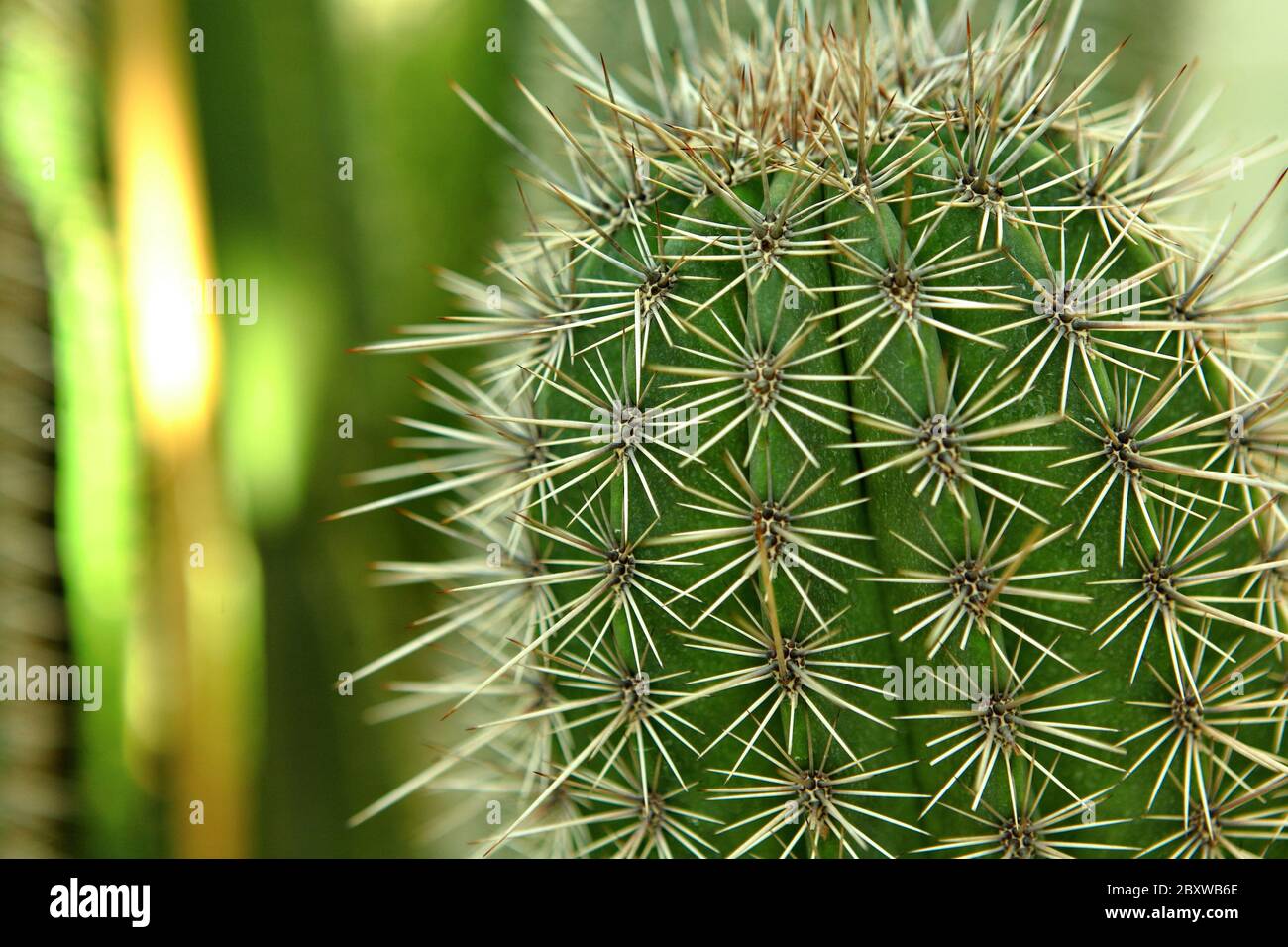Cactus globulaire Banque de photographies et d’images à haute ...