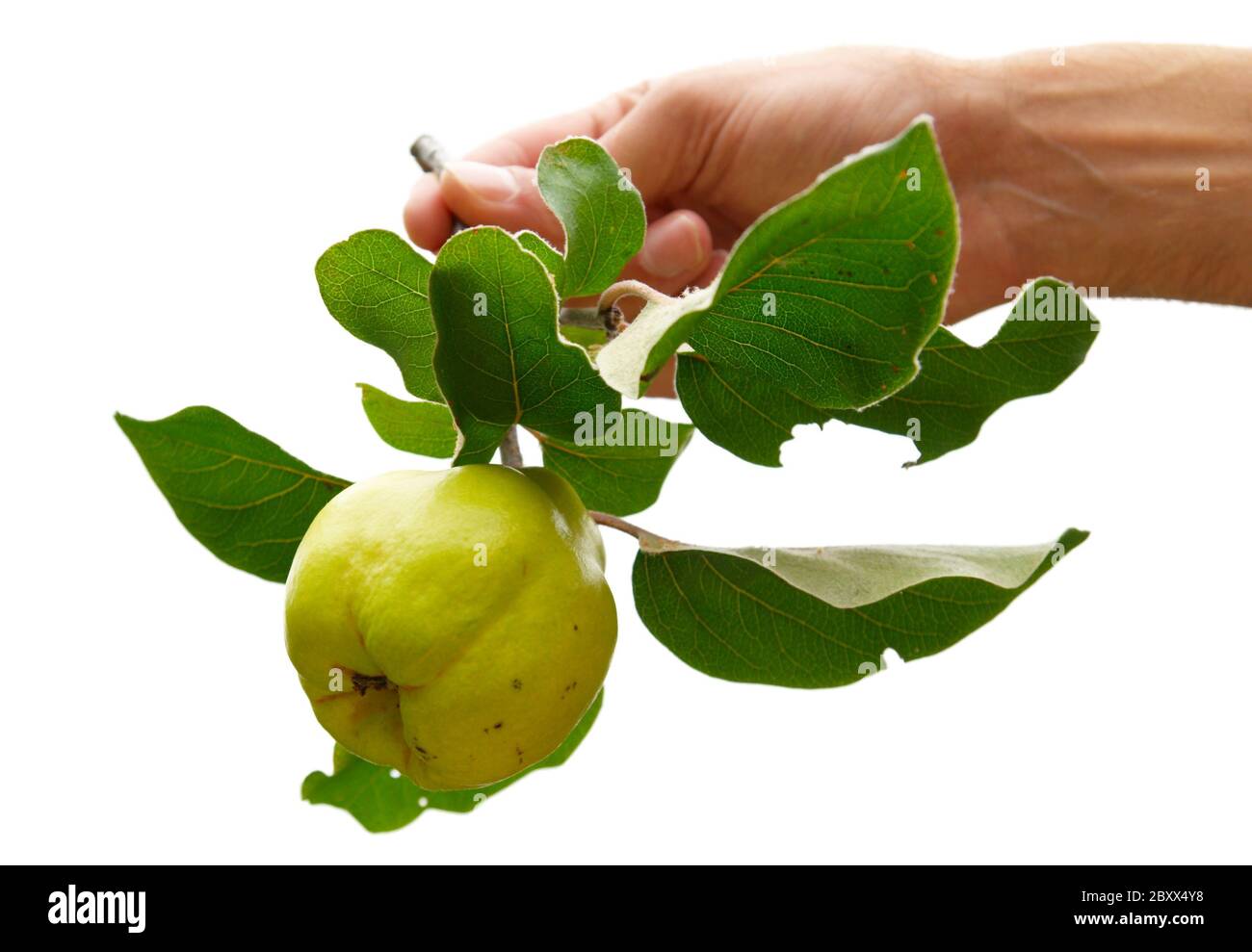 Feuilles de coing Banque de photographies et d’images à haute ...