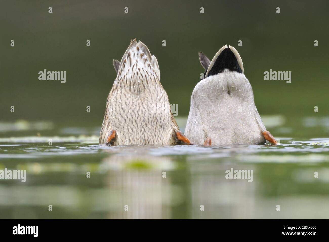 Canards barboteurs et plongeurs Banque de photographies et d’images à ...