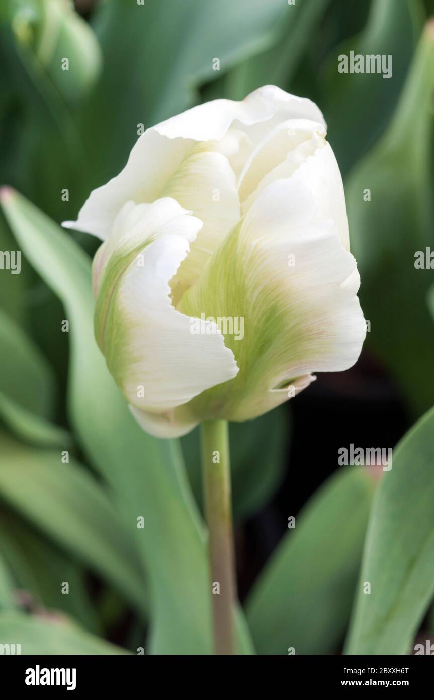 Tulipe blanche rebelle Banque de photographies et d’images à haute ...