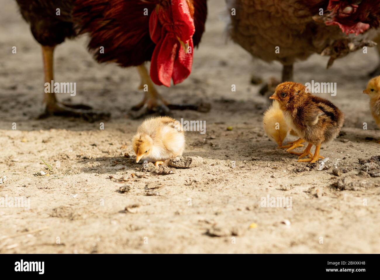 Poule Et Poussins Sur Fond Blanc Banque d'image et photos - Alamy