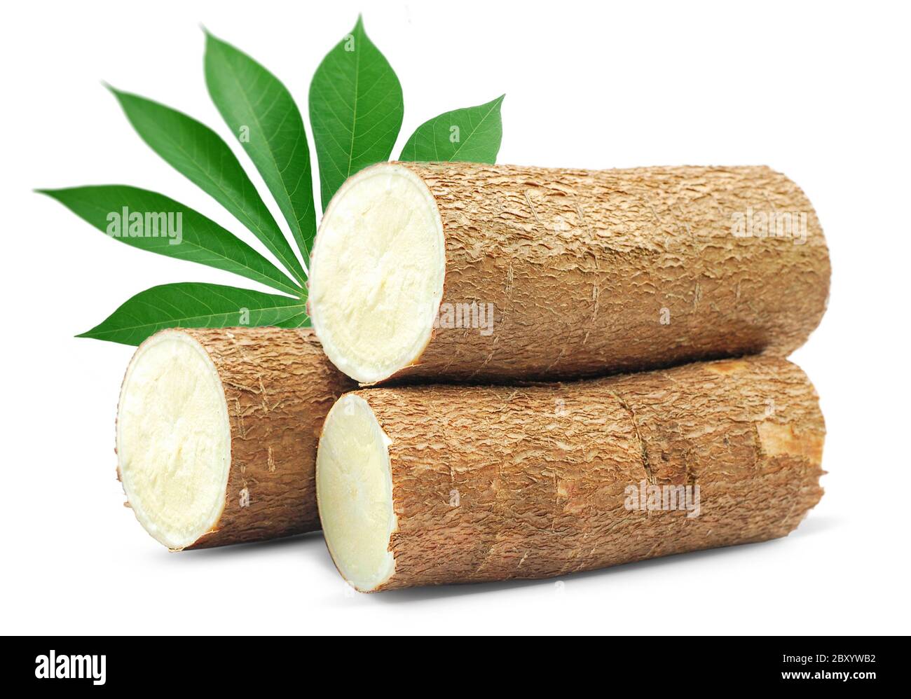 Manioc plant Banque de photographies et d’images à haute résolution - Alamy