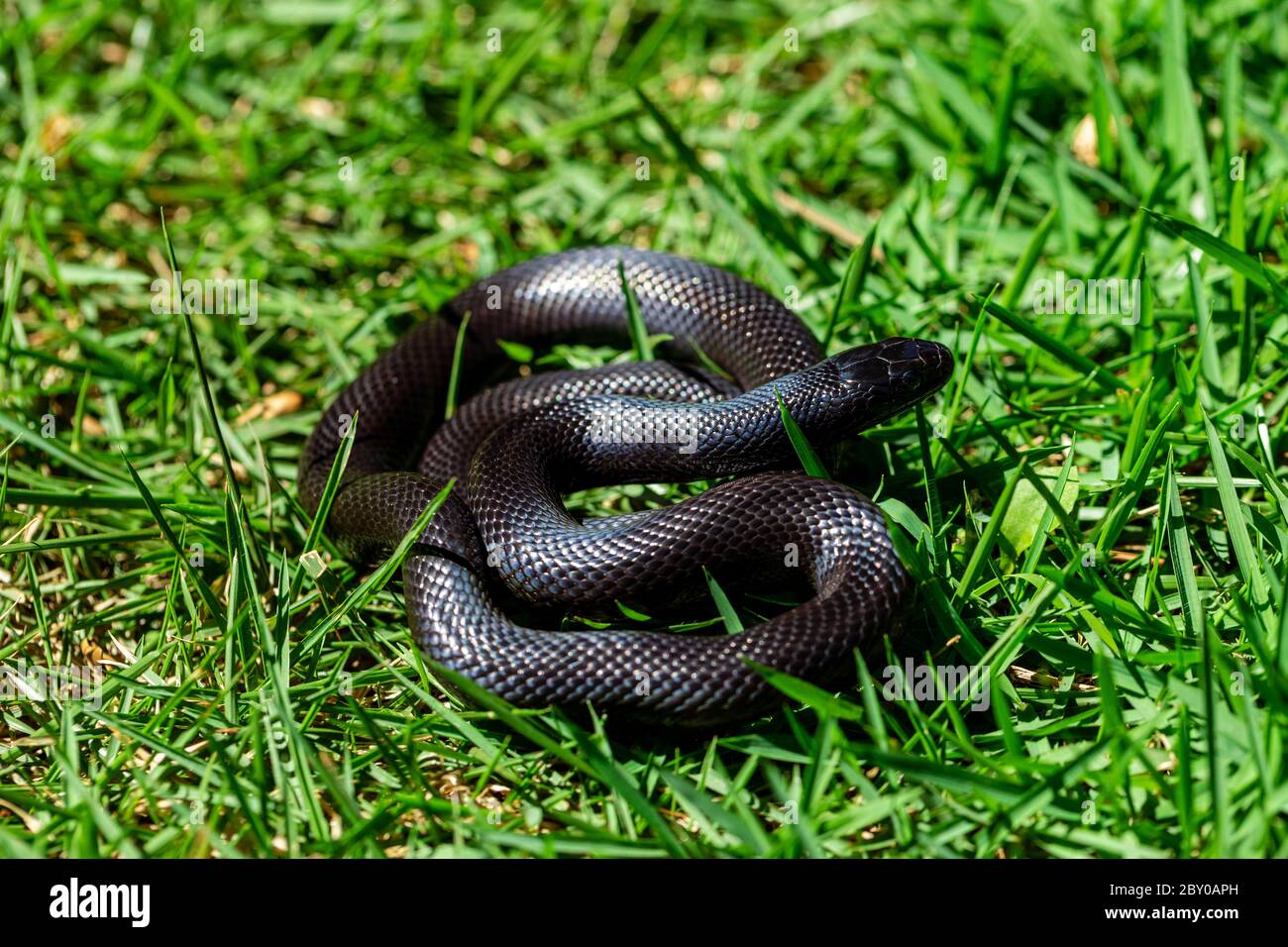 La couleuvre royale noire mexicaine (Lampropeltis getula nigrita) fait partie de la plus grande ...