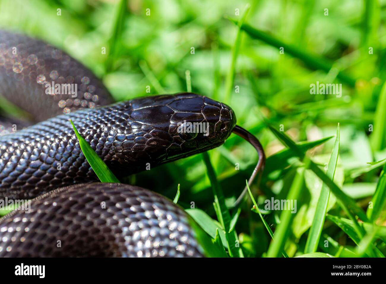 La couleuvre royale noire mexicaine (Lampropeltis getula nigrita) fait partie de la plus grande ...