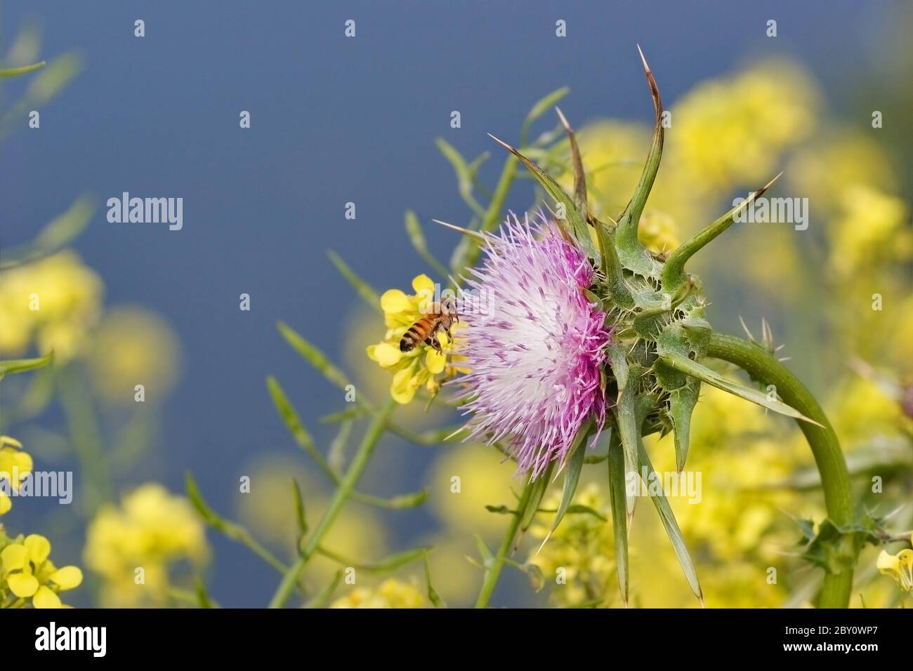 Sera bon Banque de photographies et d’images à haute résolution - Alamy