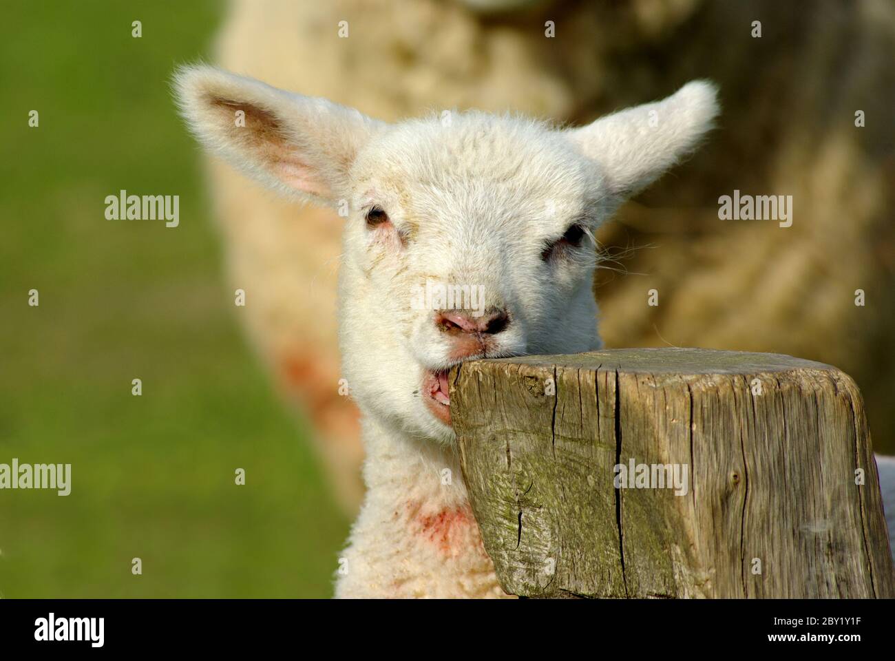 Petit mouton Banque de photographies et d’images à haute résolution - Alamy