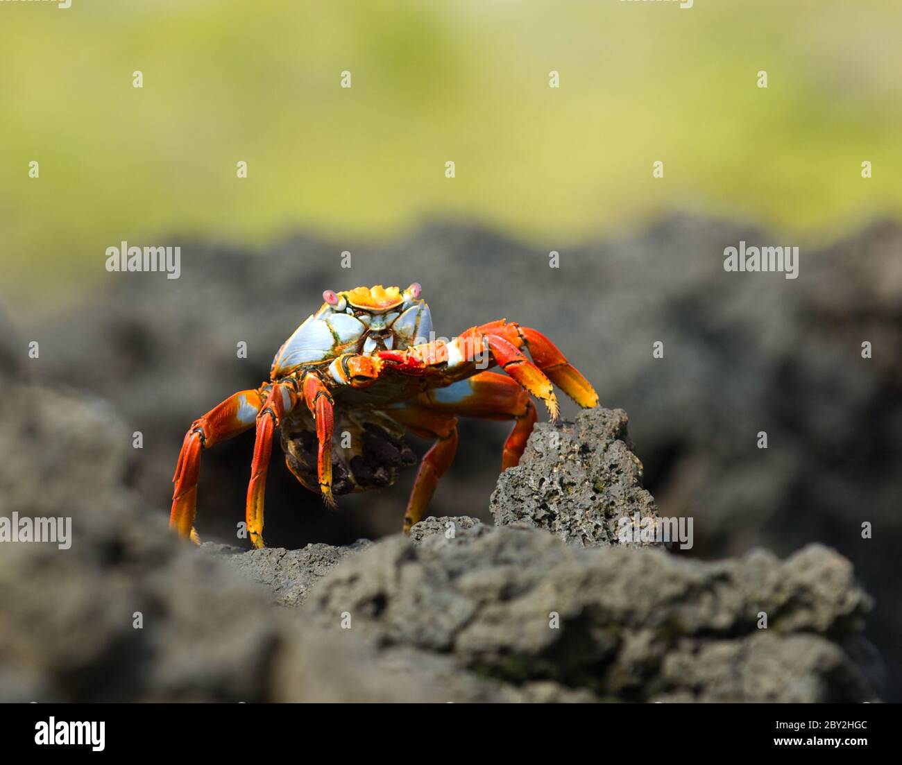 Antenne des galapagos Banque de photographies et d’images à haute ...