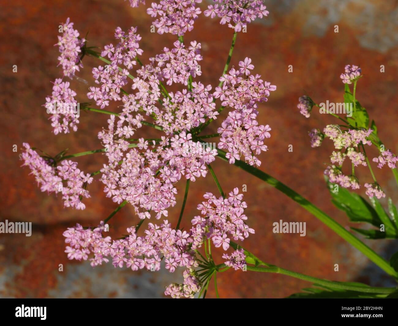 Fleurs de persil Banque de photographies et d’images à haute résolution ...