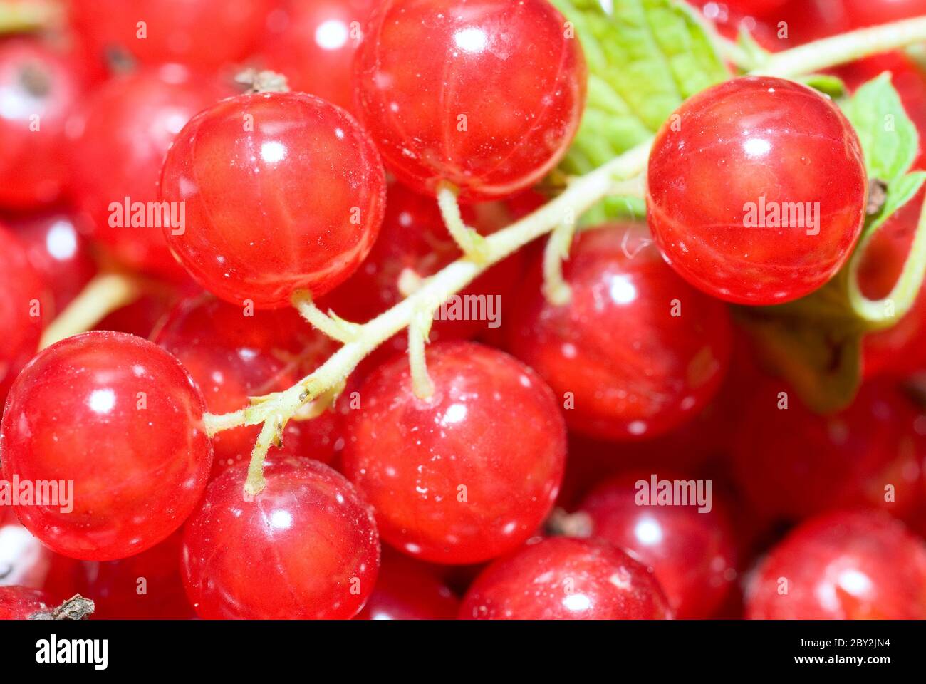 Couleur groseille Banque de photographies et d’images à haute ...
