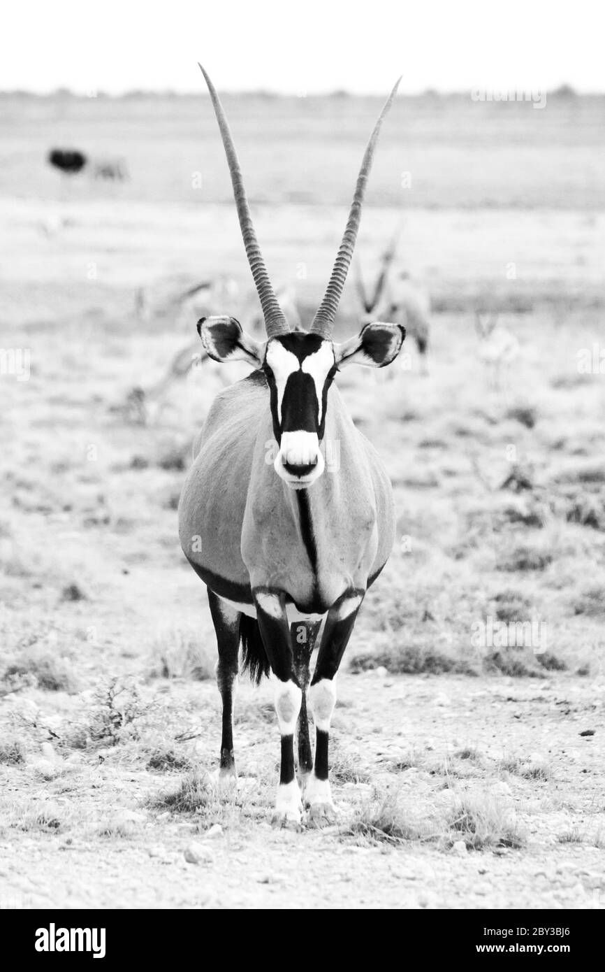 Africa botswana antelope gazelle Banque d'images noir et blanc - Alamy