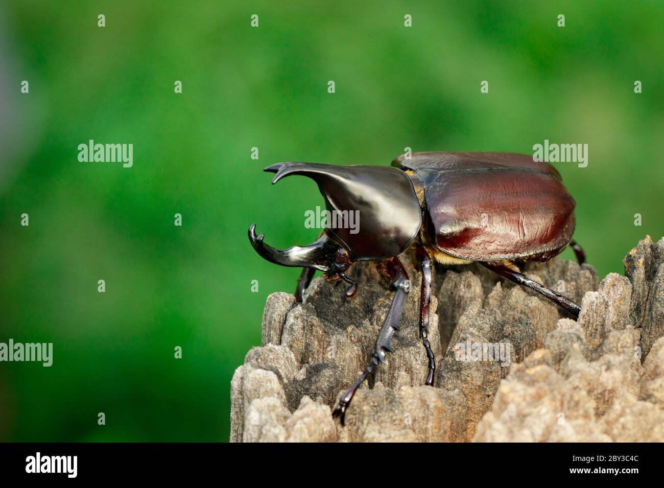 Rhinoceros beetles Banque de photographies et d’images à haute ...