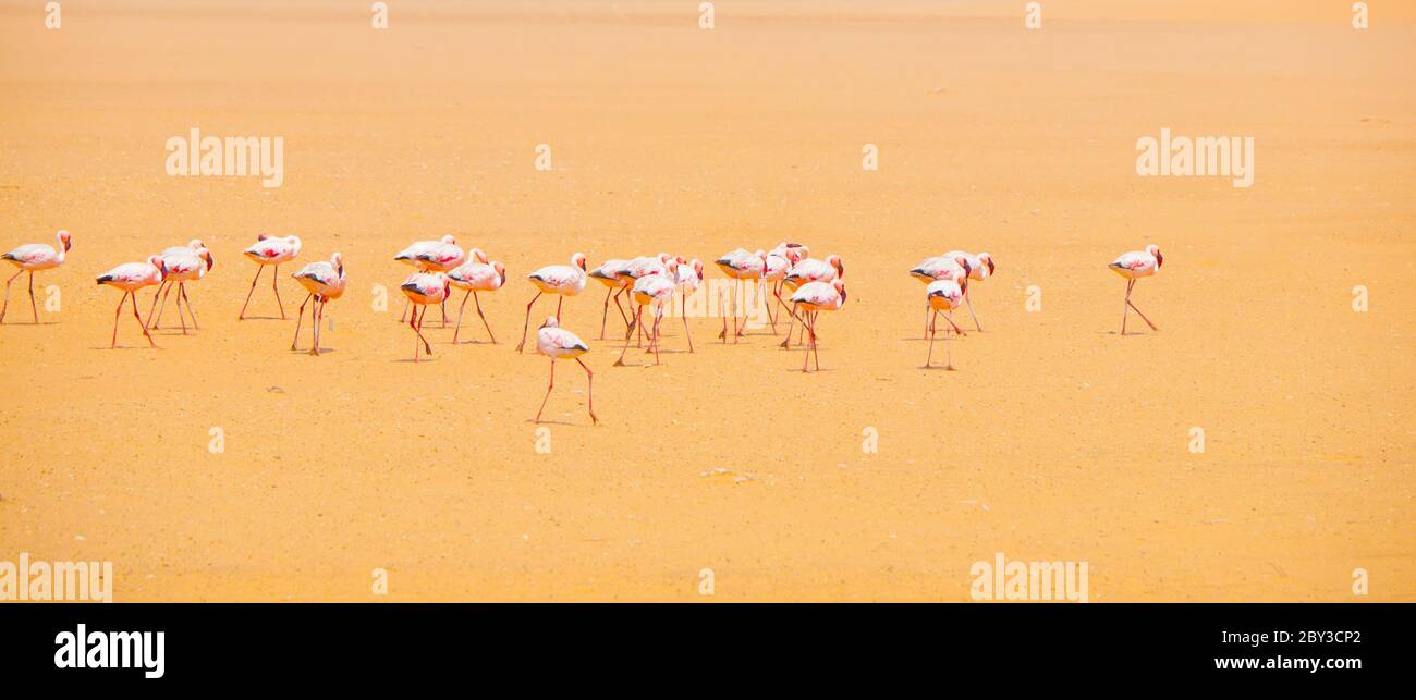 Flamant rose en afrique Banque de photographies et d’images à haute ...