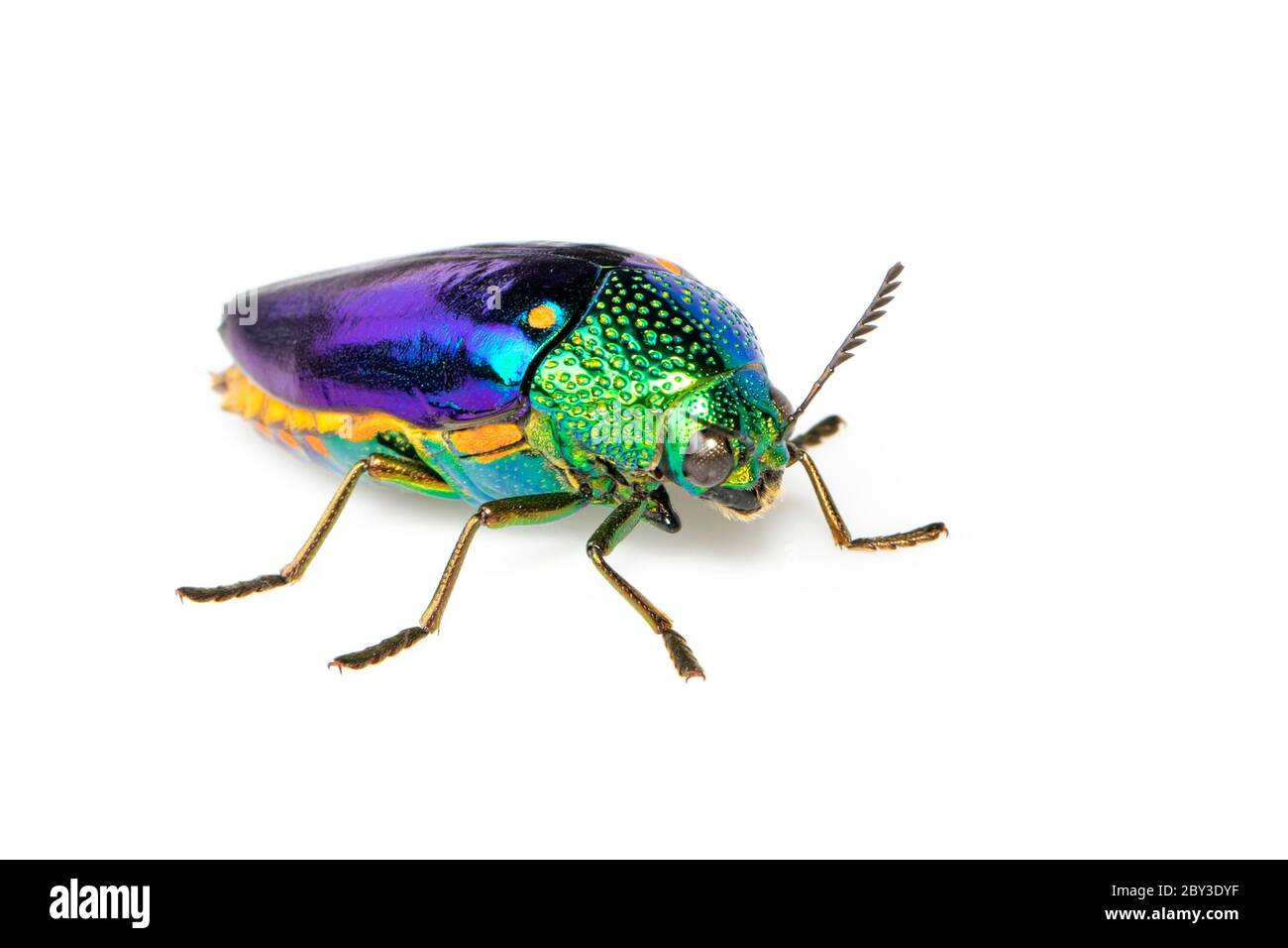 Insecte Coleoptere Du Bois Banque d'image et photos - Alamy