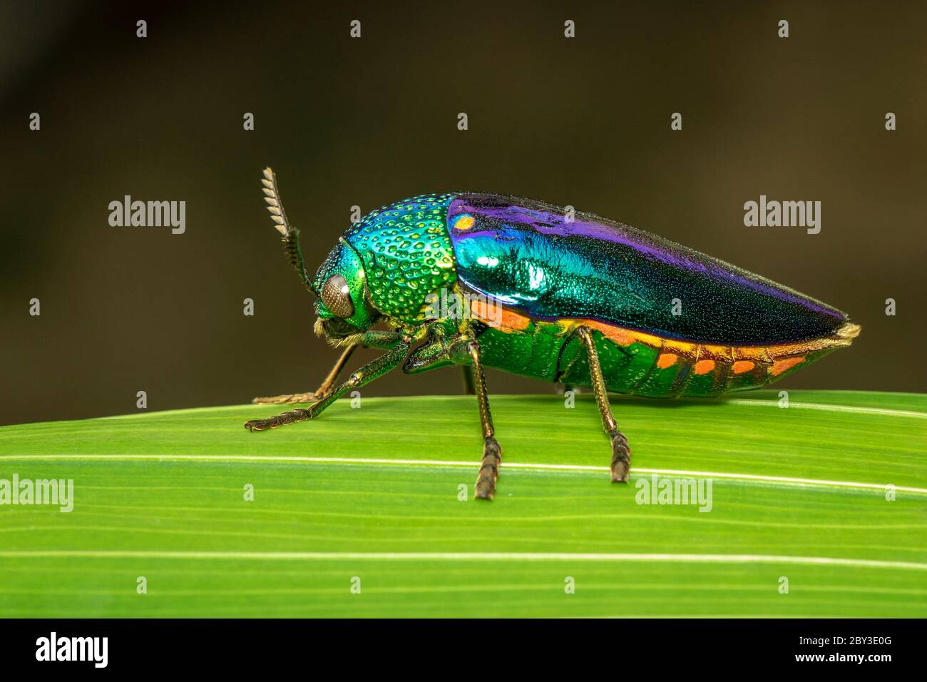 Insecte vert insectes Banque de photographies et d’images à haute ...