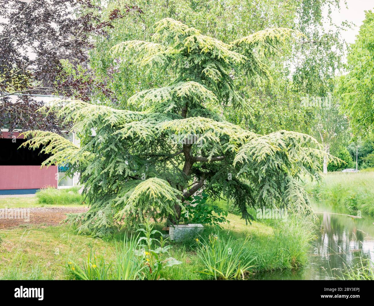 Grand cèdre (Cedrus deodara) en forme de bonsaï dans un jardin japonais ...