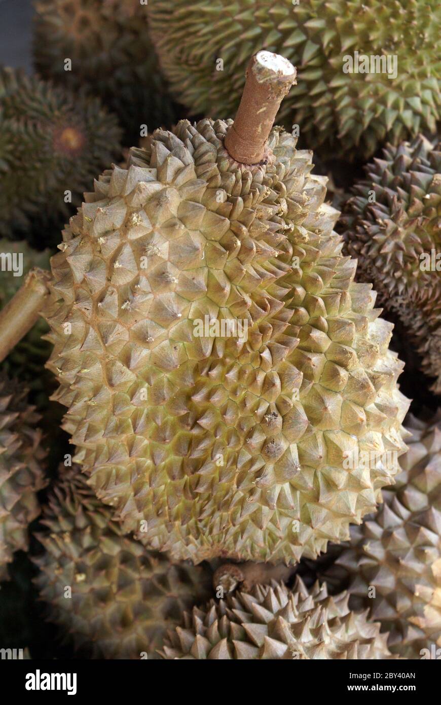 Ferme de durian Banque de photographies et d’images à haute résolution ...