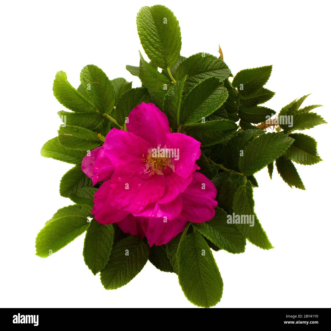 Roses sauvages Banque de photographies et d’images à haute résolution ...