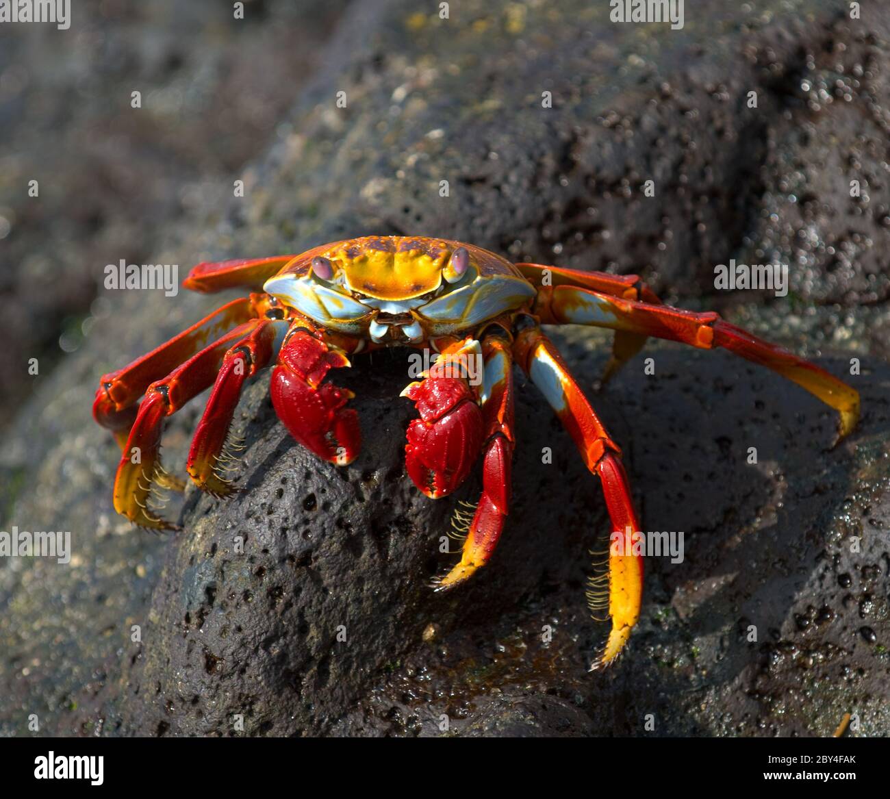 Antenne des galapagos Banque de photographies et d’images à haute ...