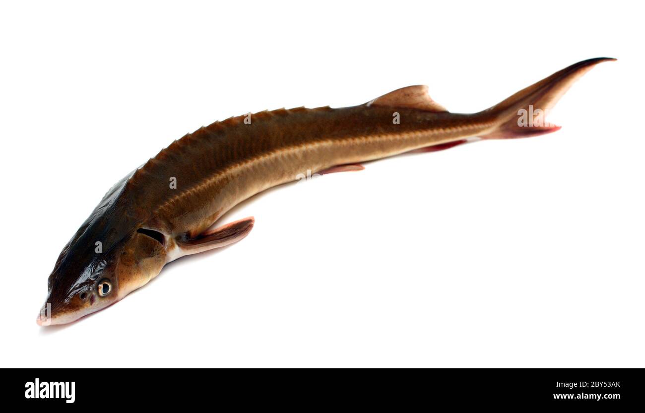 Esturgeon blanc Banque de photographies et d’images à haute résolution ...