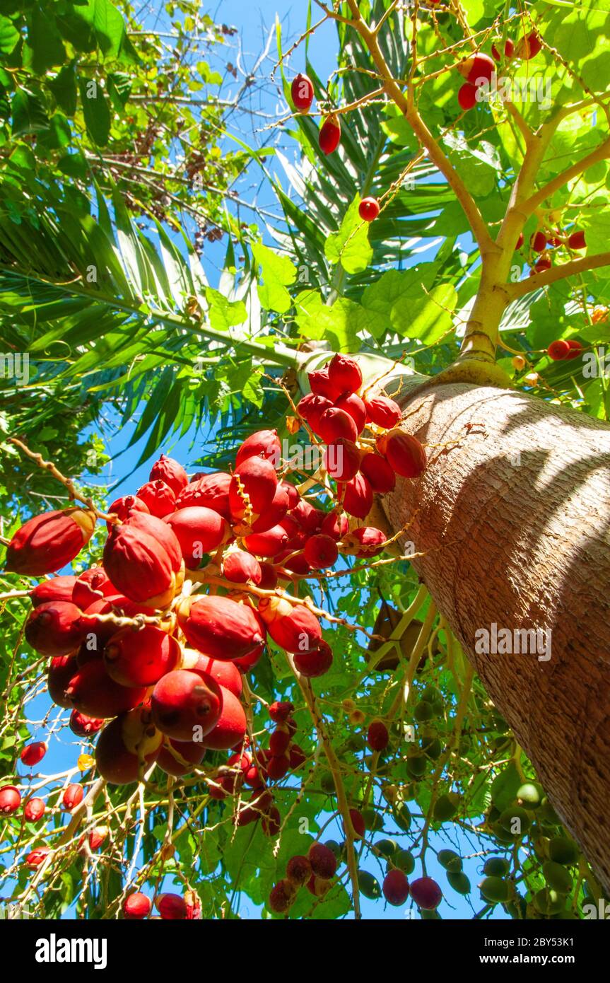 Fruits de palmier de manille Banque de photographies et d’images à ...