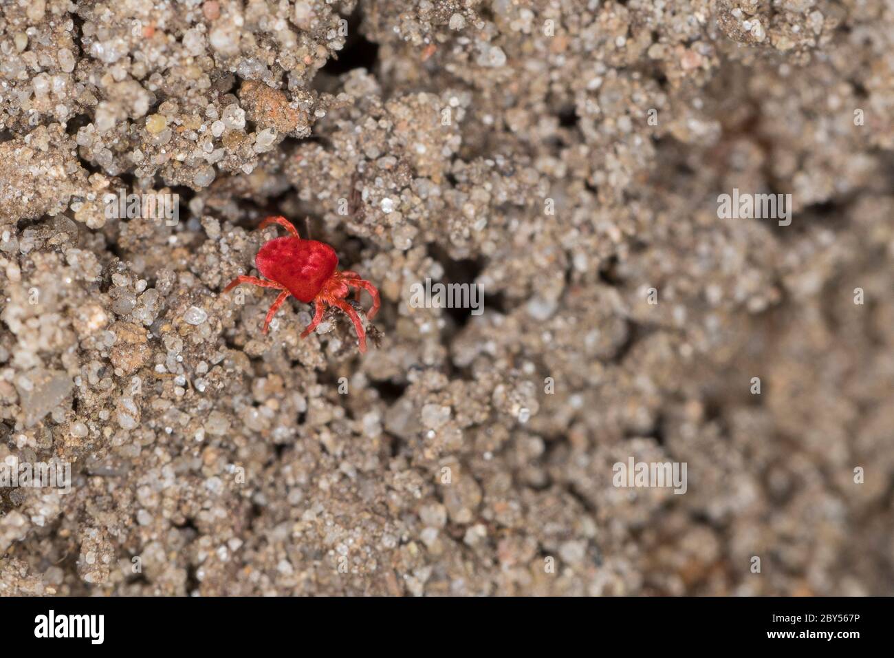 Acariens de velours trombidium spec Banque de photographies et d’images ...