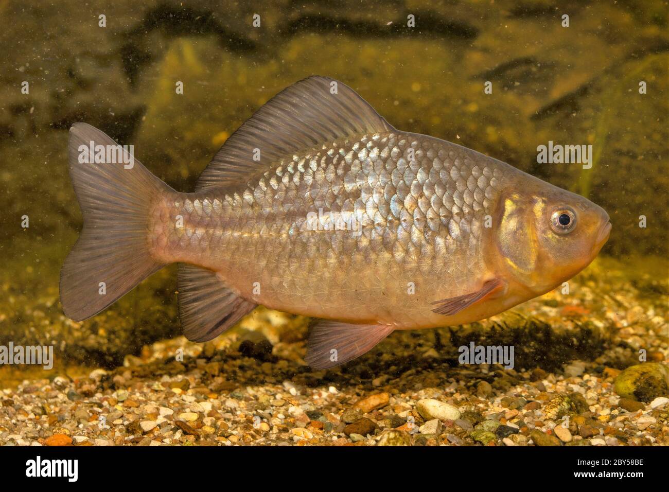 Eau De Poisson Carpe Banque d'image et photos - Alamy