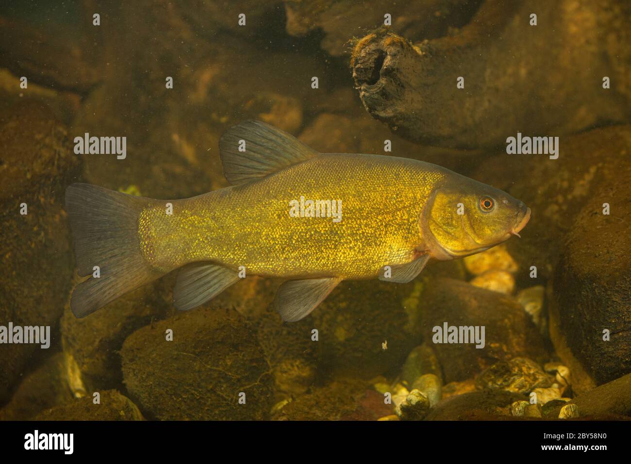 Tanche fish Banque de photographies et d’images à haute résolution - Alamy