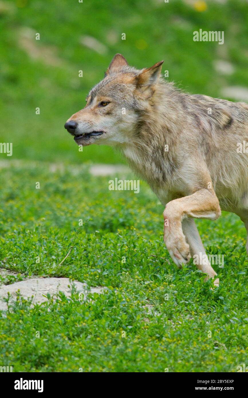 Loup gris américain Banque de photographies et d’images à haute ...